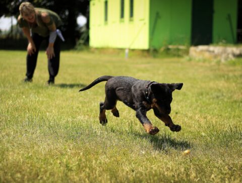 Camelot Dog Training CT | Dog Training in CT | Connecticut